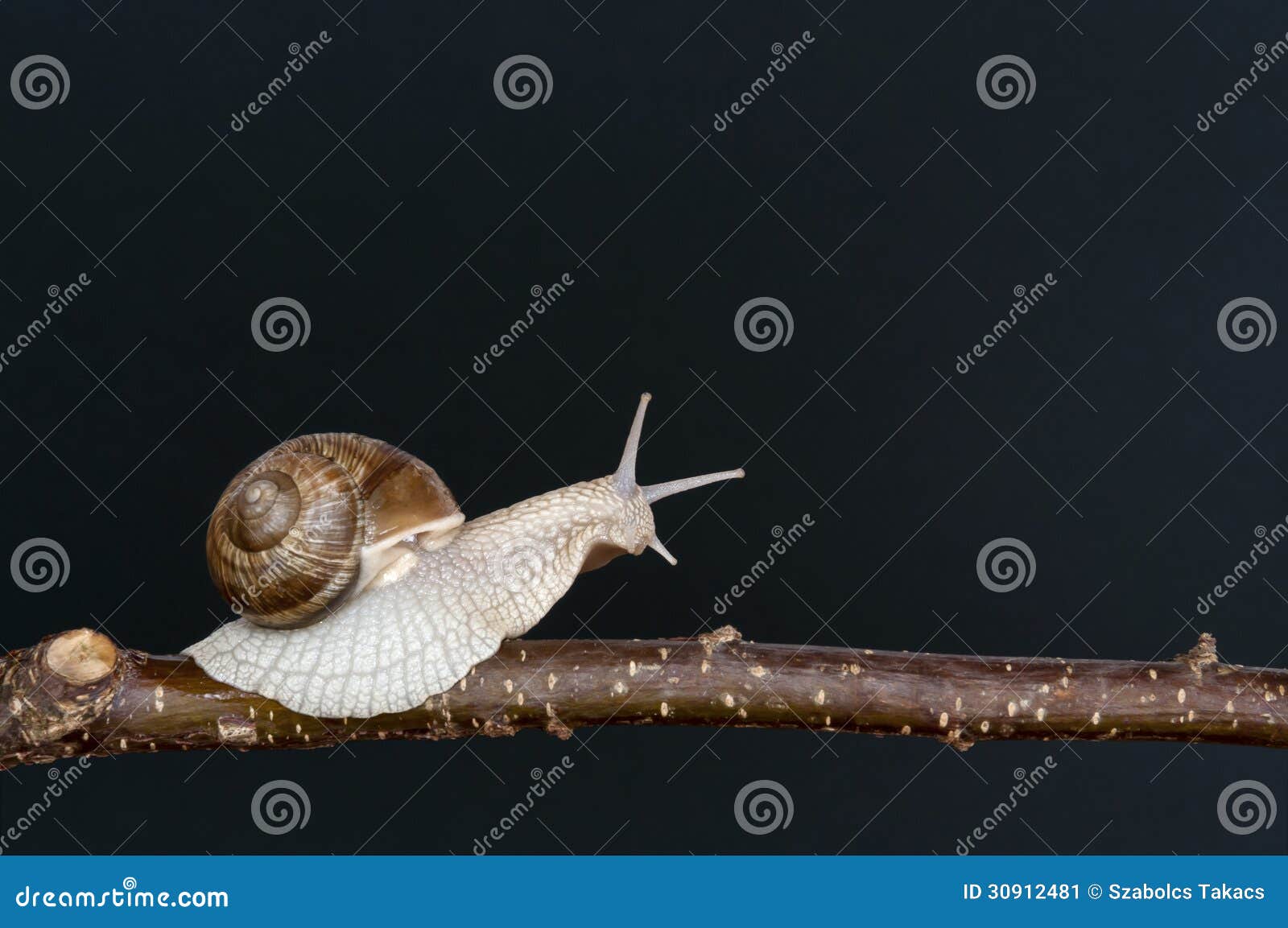 Snail on the Branch Crawling Stock Image - Image of brown, direction ...