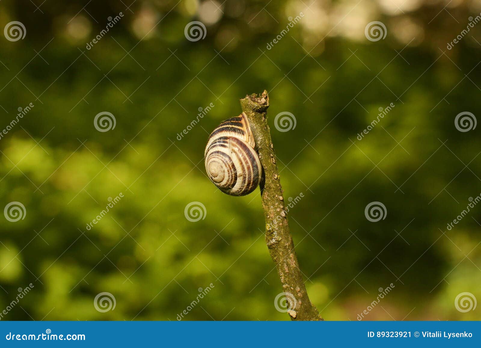 Snail on a Branch in the Park Close Up Stock Image - Image of park ...