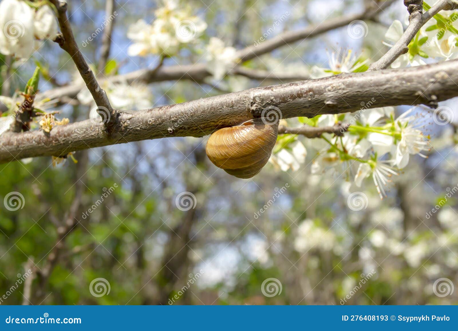 A Snail on a Branch of a Fruit Tree. Pests on Fruit Trees are Snails ...