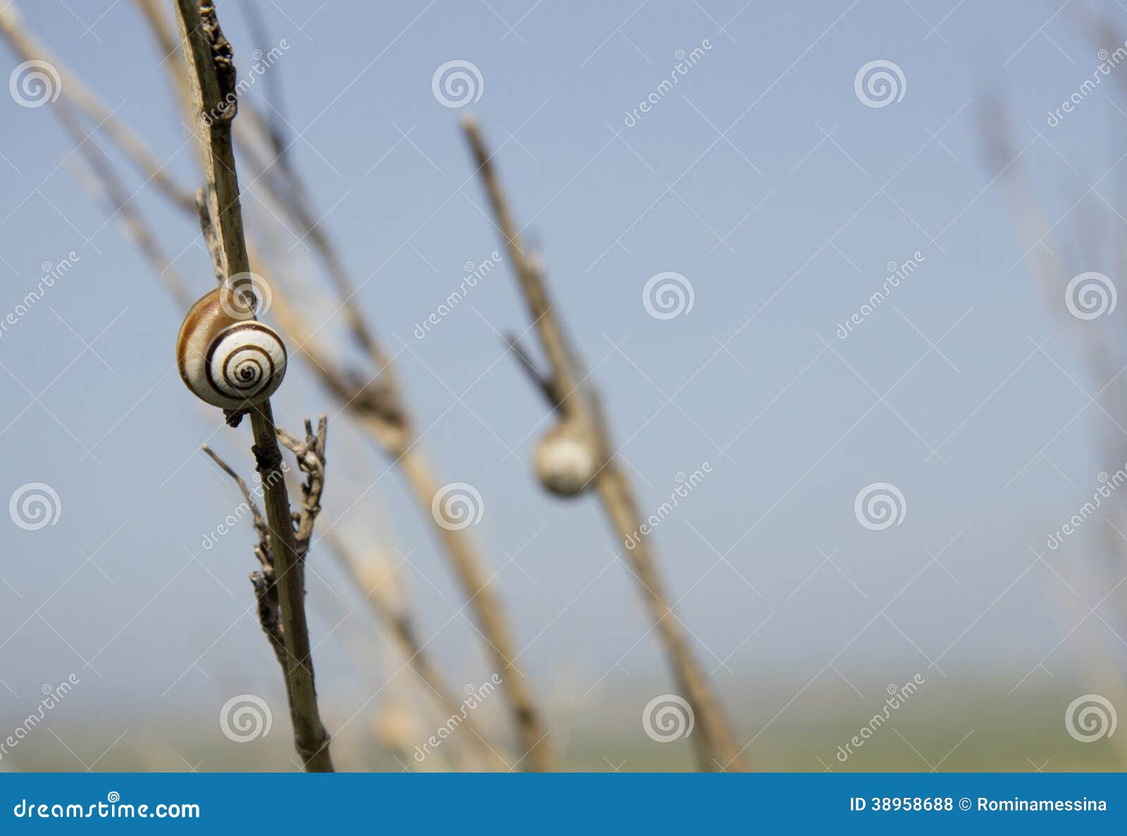 Snail on a branch stock photo. Image of blue, brown, branches - 38958688
