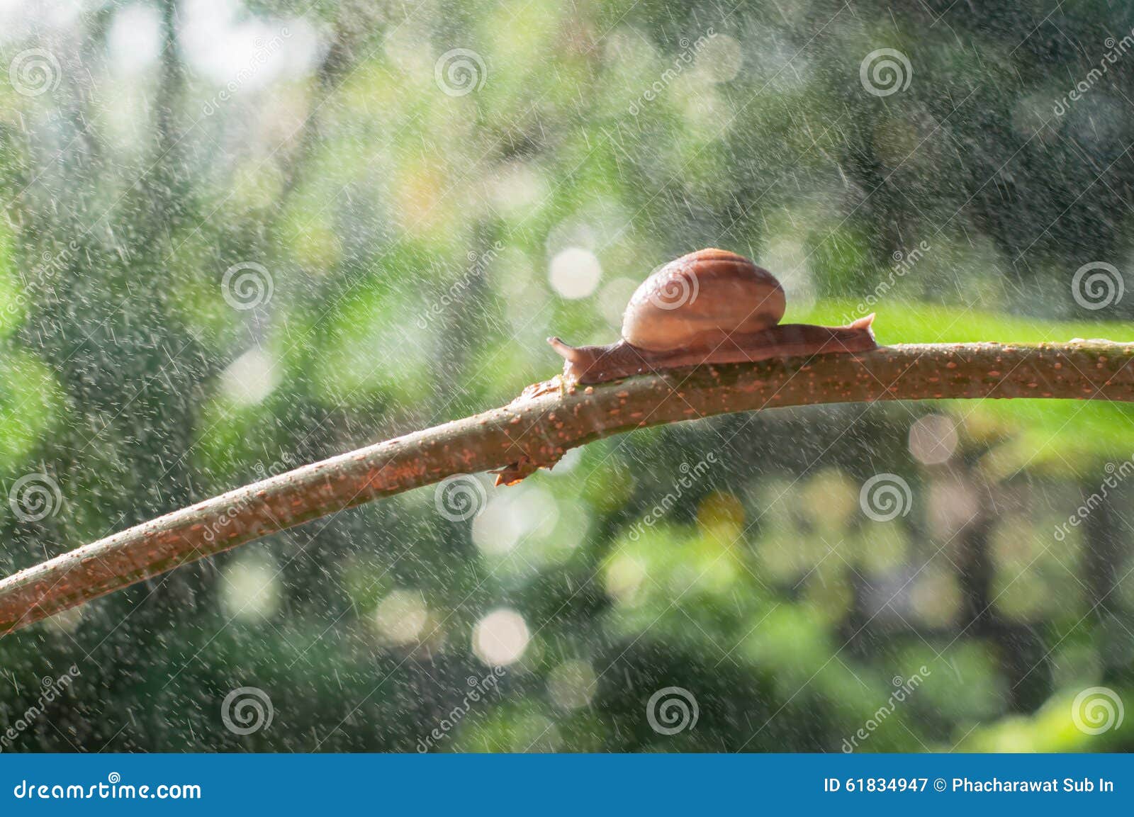 The Snail on the Branch of Plant in Raining on Nature in the Morning ...