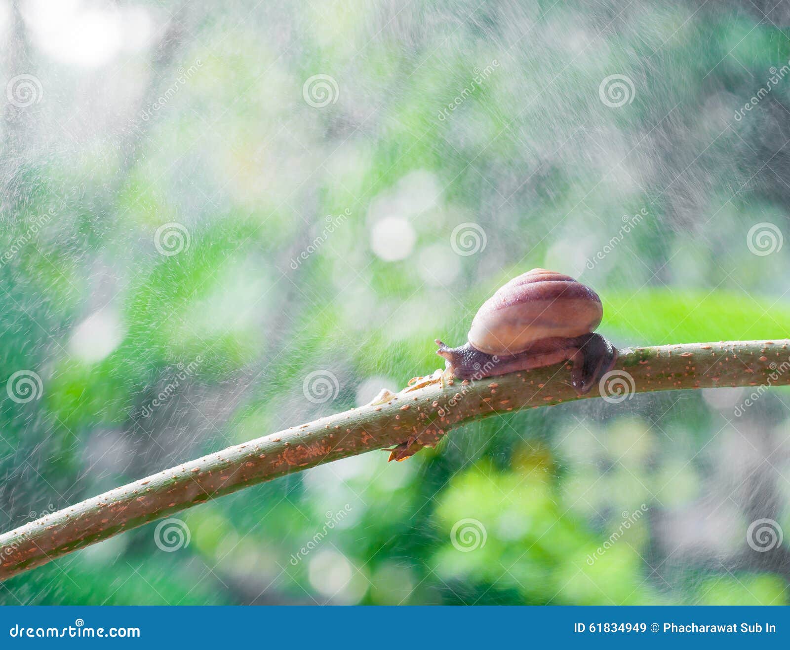 The Snail on the Branch of Plant in Raining on Nature in the Morning ...