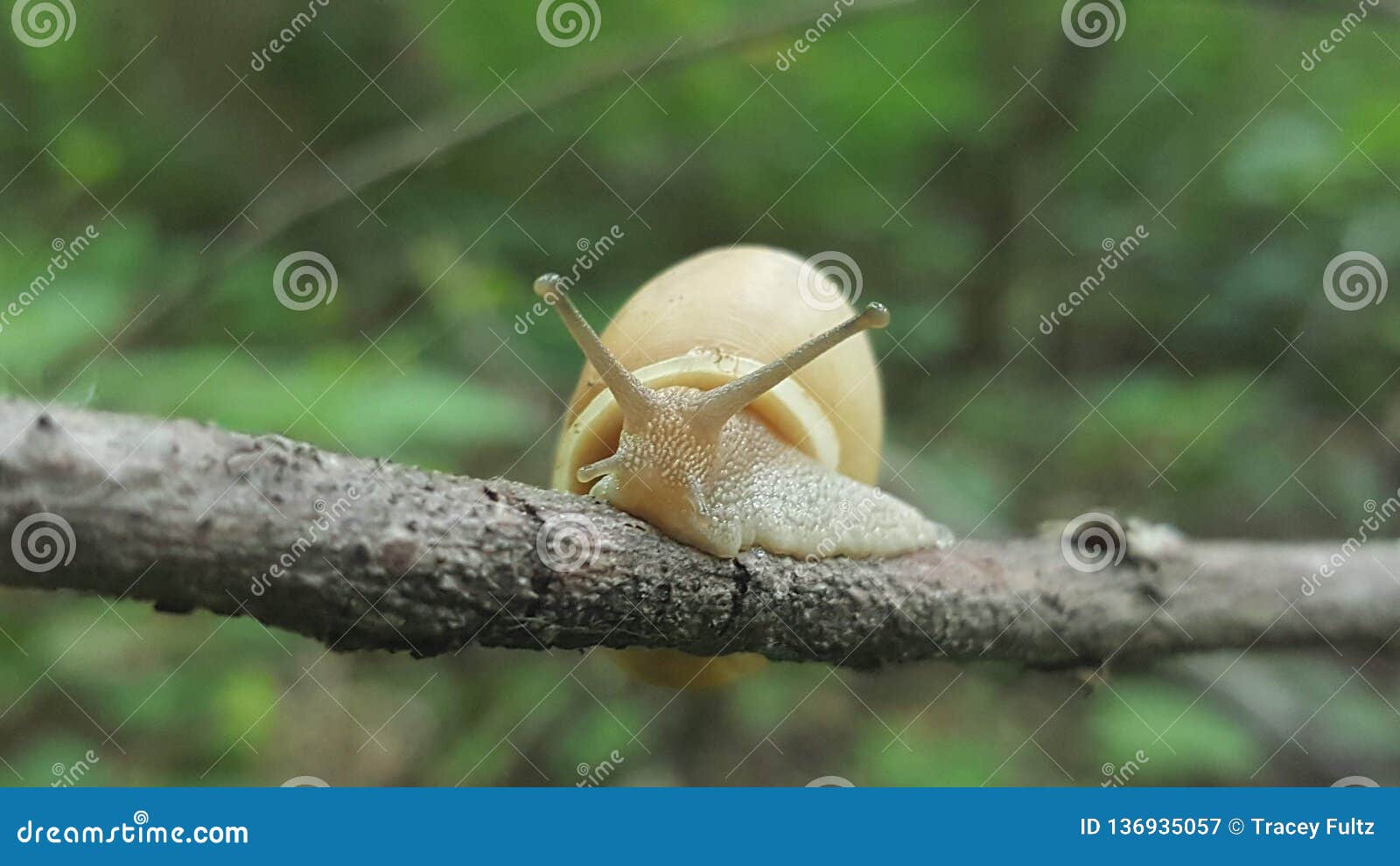Slow Motion stock image. Image of branch, slow, motion - 136935057