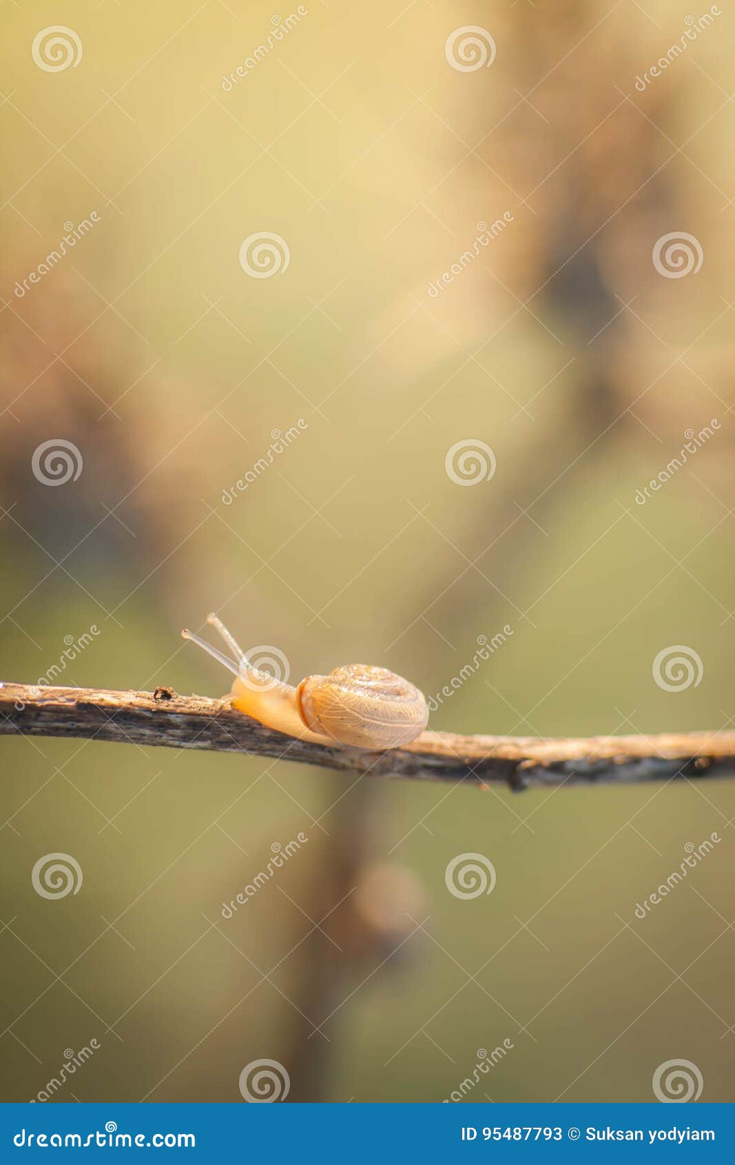 Snail on a branch stock image. Image of portrait, natural - 95487793