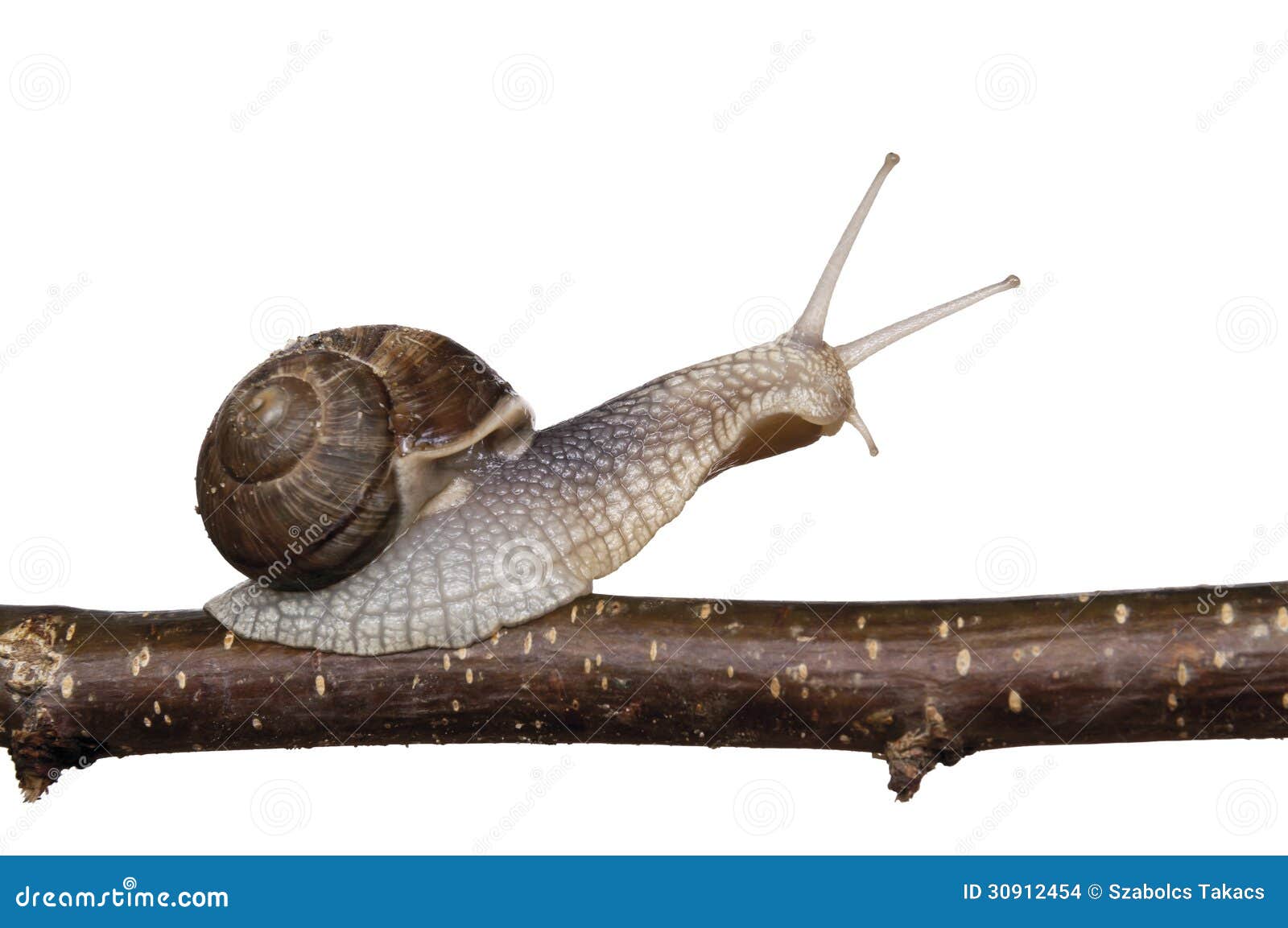 Snail on the Branch Toil with Clipping Path Stock Photo - Image of ...