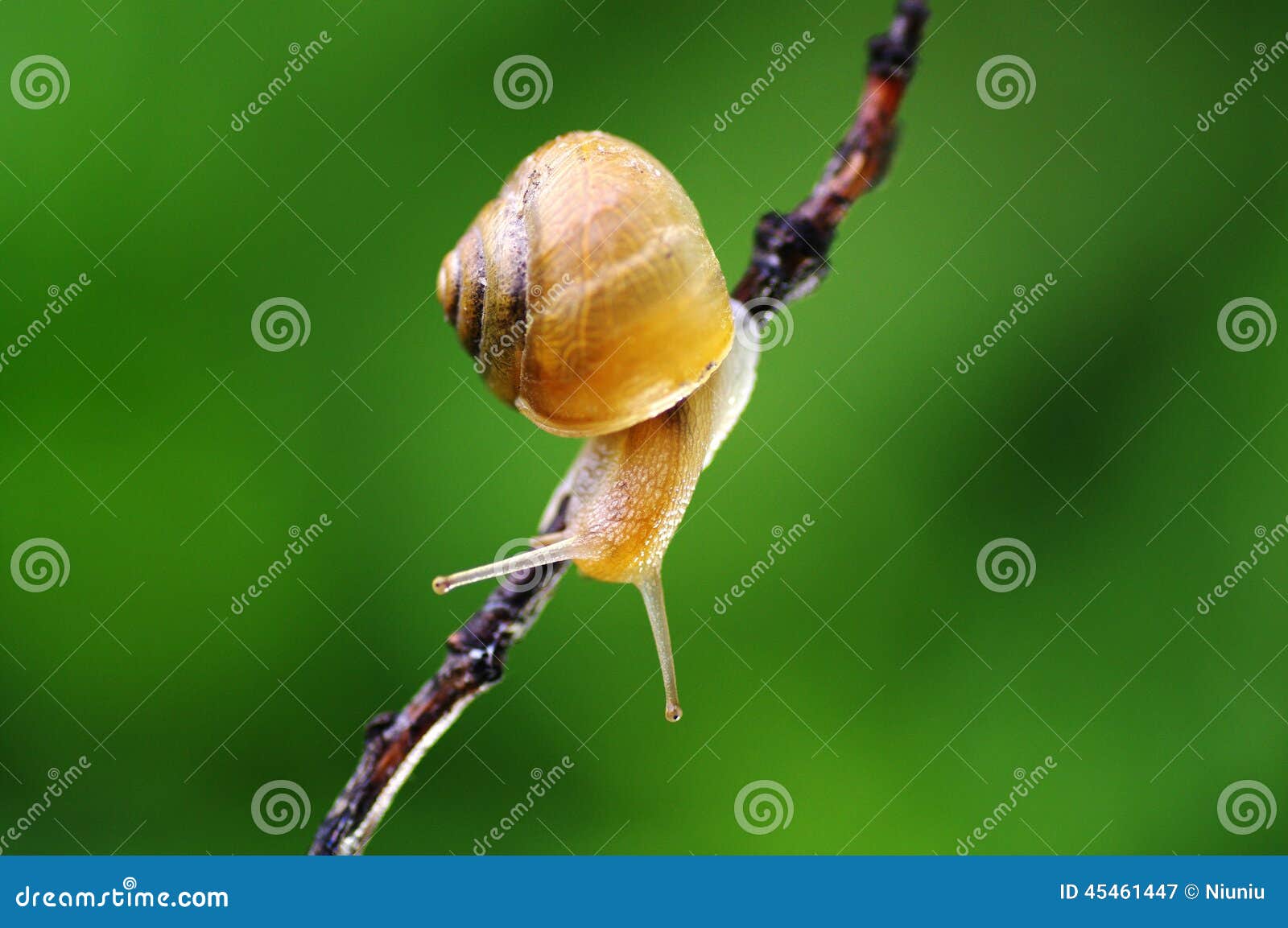 The snail on the branch stock image. Image of animal - 45461447