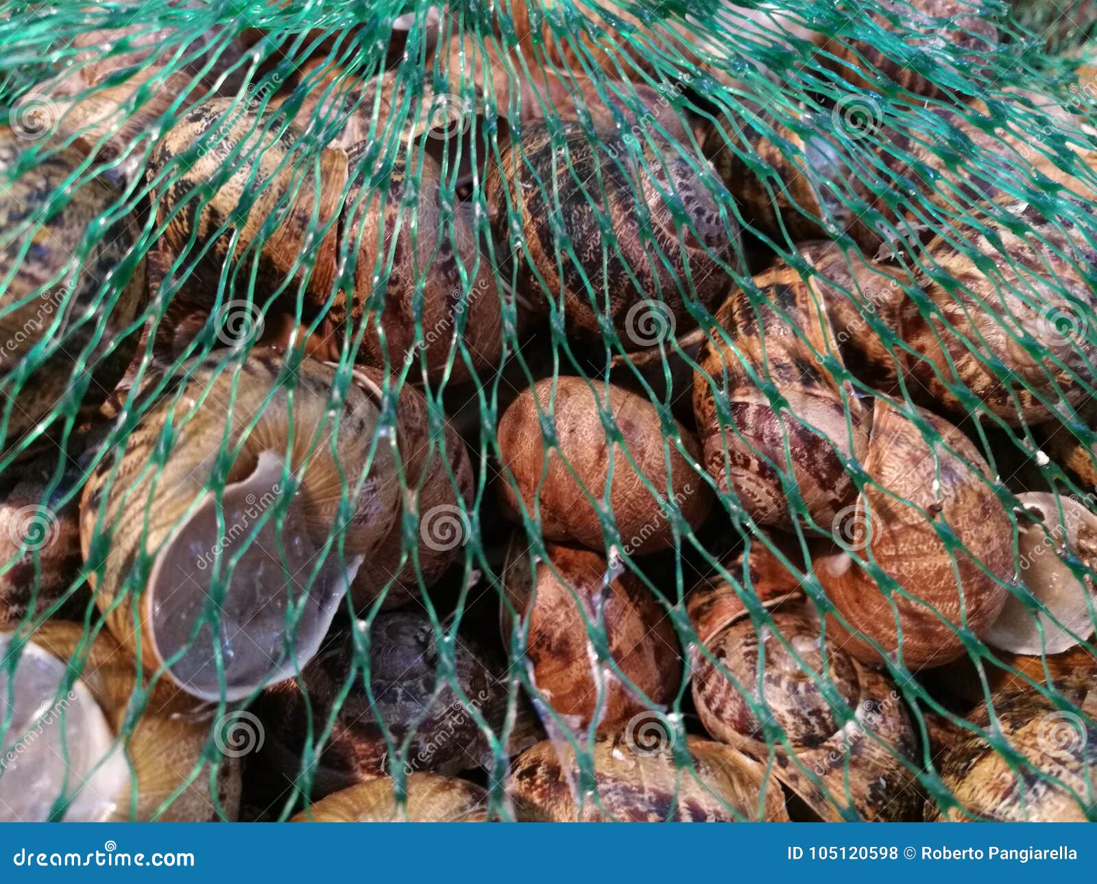 Snail breeding stock photo. Image of natural, mollusk - 105120598