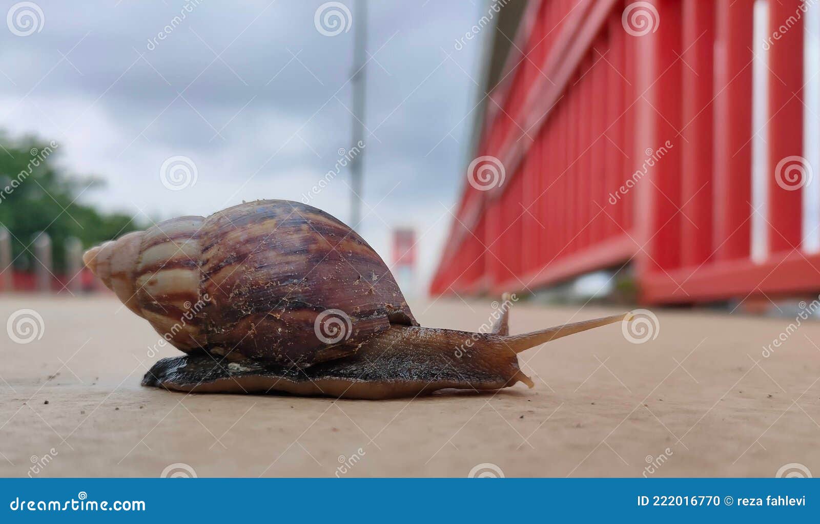 Snail on the bridge stock photo. Image of snails, walk - 222016770