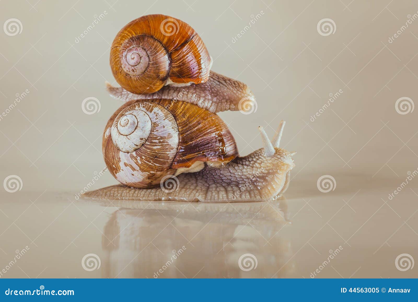 Snail, Bright, Shell, Sticky Stock Image - Image of mollusks, macro ...