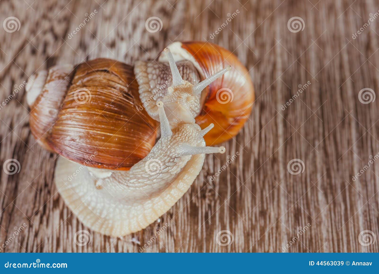 Snail, Bright, Shell, Sticky Stock Image - Image of movement, macro ...