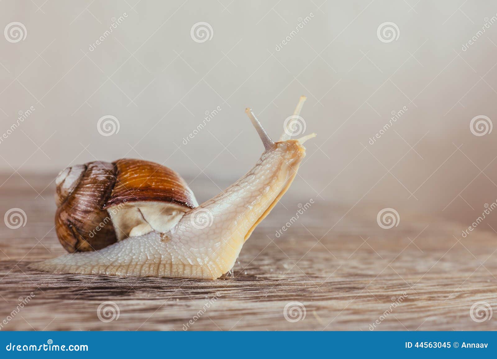Snail, Bright, Shell, Sticky Stock Image - Image of disgust, bright ...