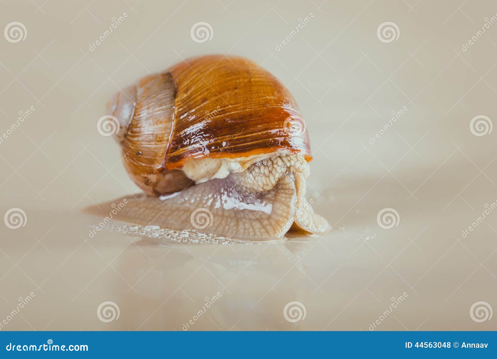 Snail, Bright, Shell, Sticky Stock Photo - Image of mucus, gummy: 44563048