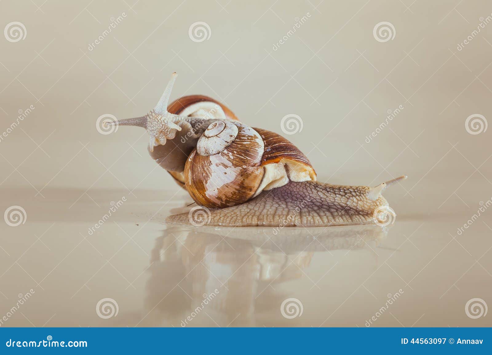Snail, Bright, Shell, Sticky Stock Image - Image of invertebrate ...