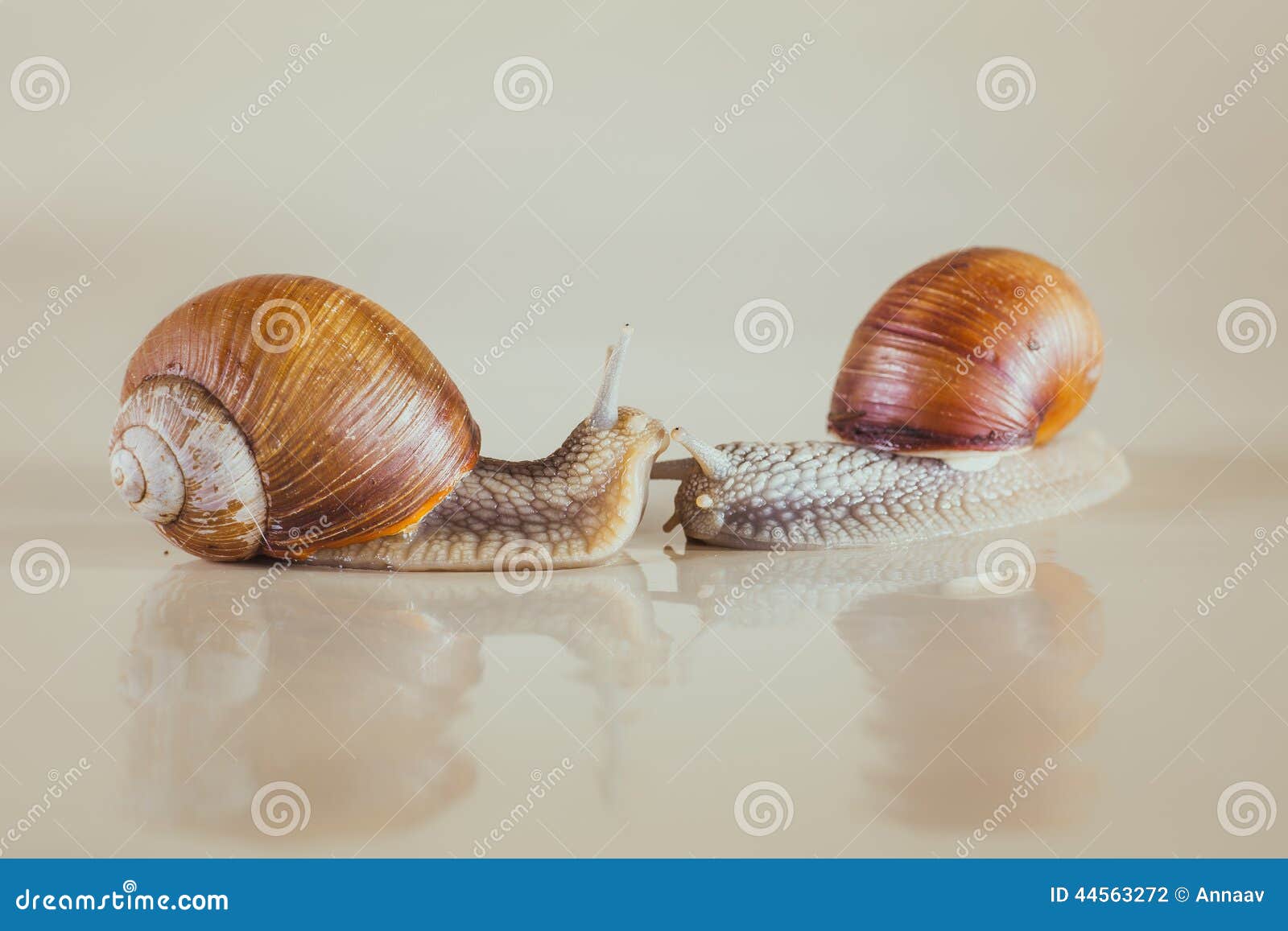 Snail, Bright, Shell, Sticky Stock Photo - Image of mucus, disgust ...