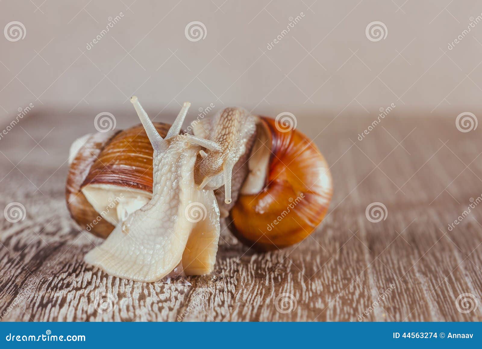 Snail, Bright, Shell, Sticky Stock Photo - Image of house, animal: 44563274