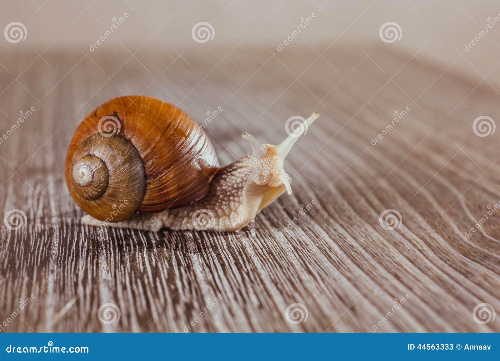 Snail, Bright, Shell, Sticky Stock Image - Image of beautiful ...