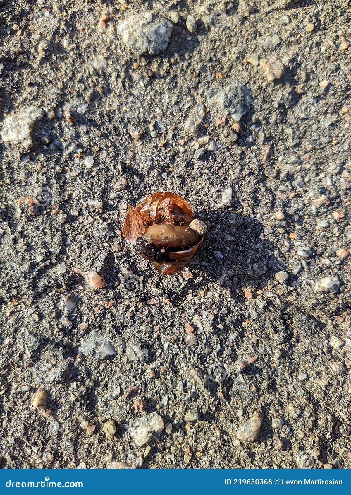Snail with a Broken Shell on the Pavement Stock Photo - Image of animal ...