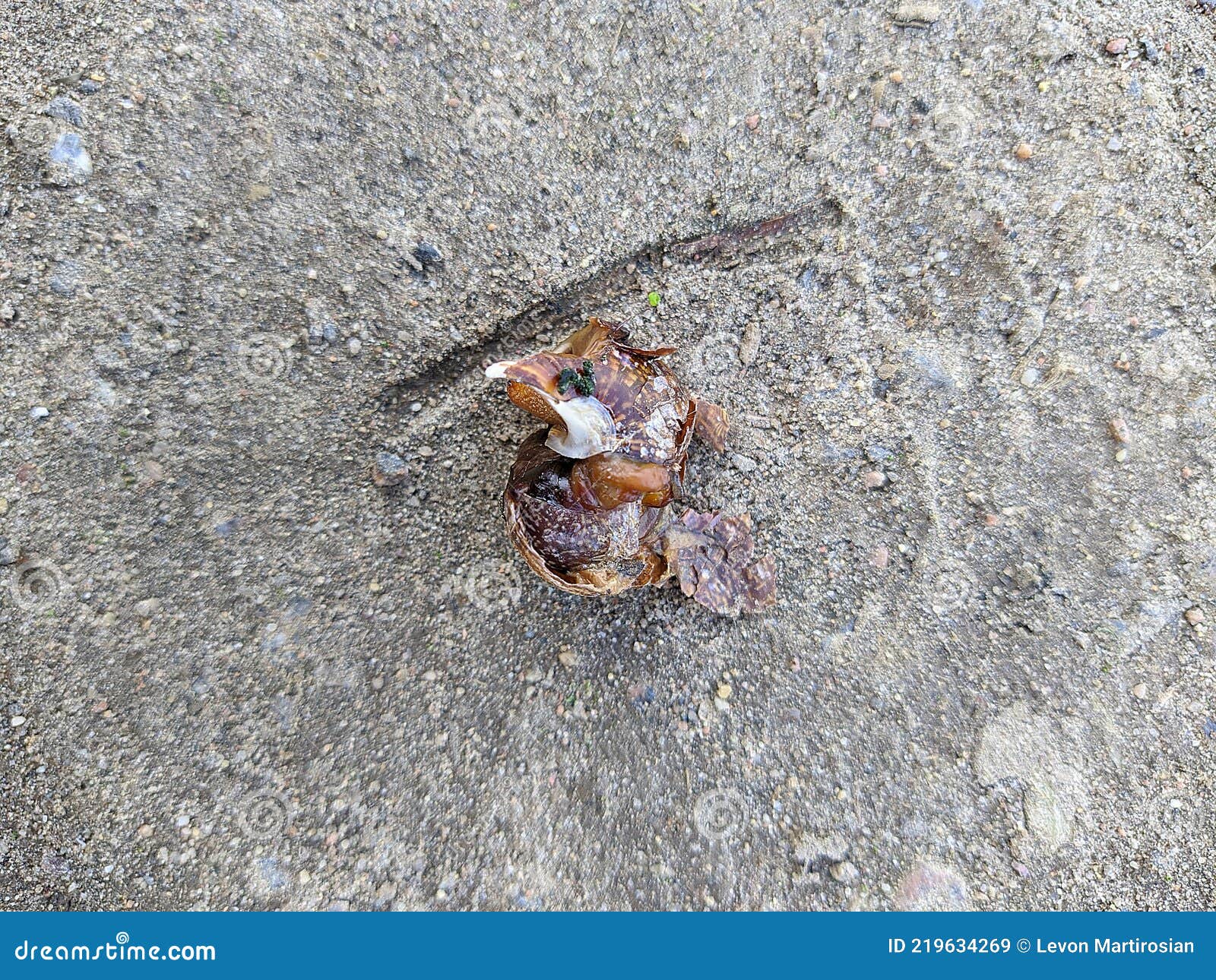 Snail with a Broken Shell on the Pavement Stock Image - Image of ...