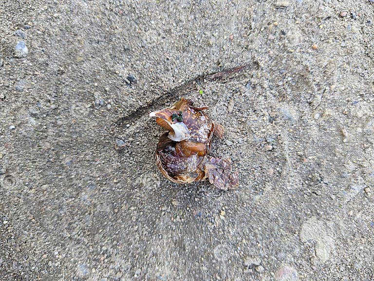 Snail with a Broken Shell on the Pavement Stock Image - Image of ...