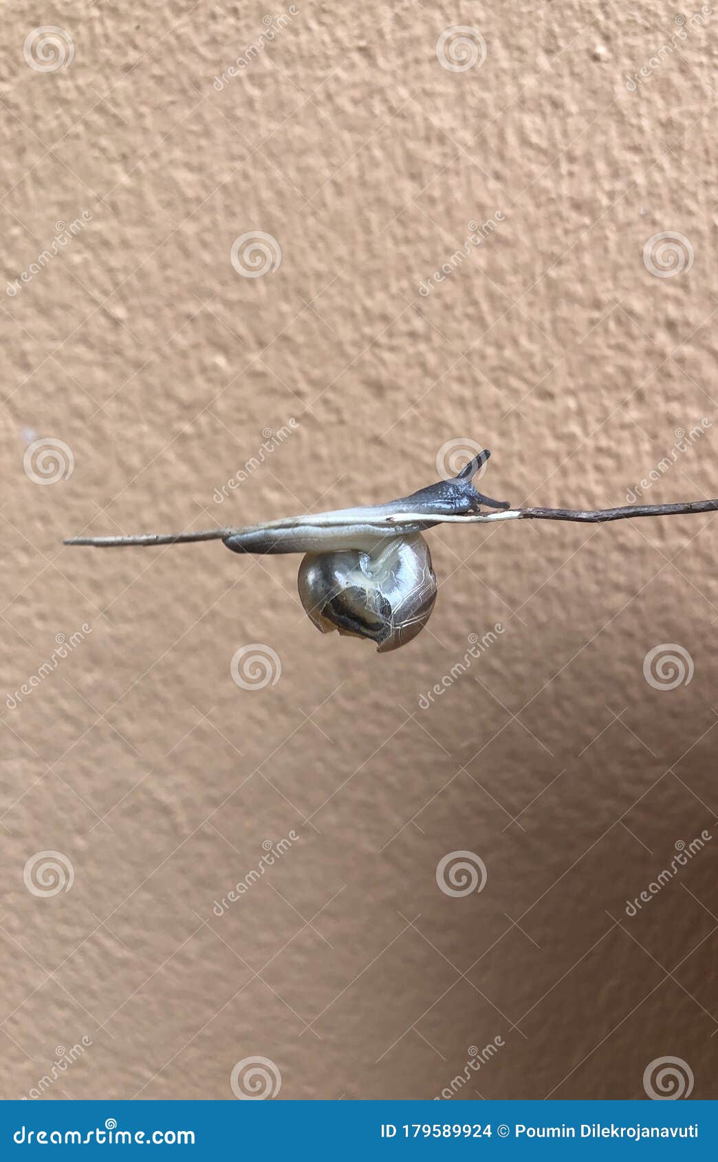 Snail and broken shell stock photo. Image of snail, shell - 179589924