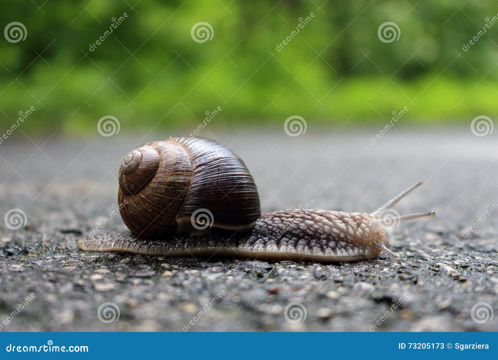 Snail Crossing The Border Stock Photography | CartoonDealer.com #80680004