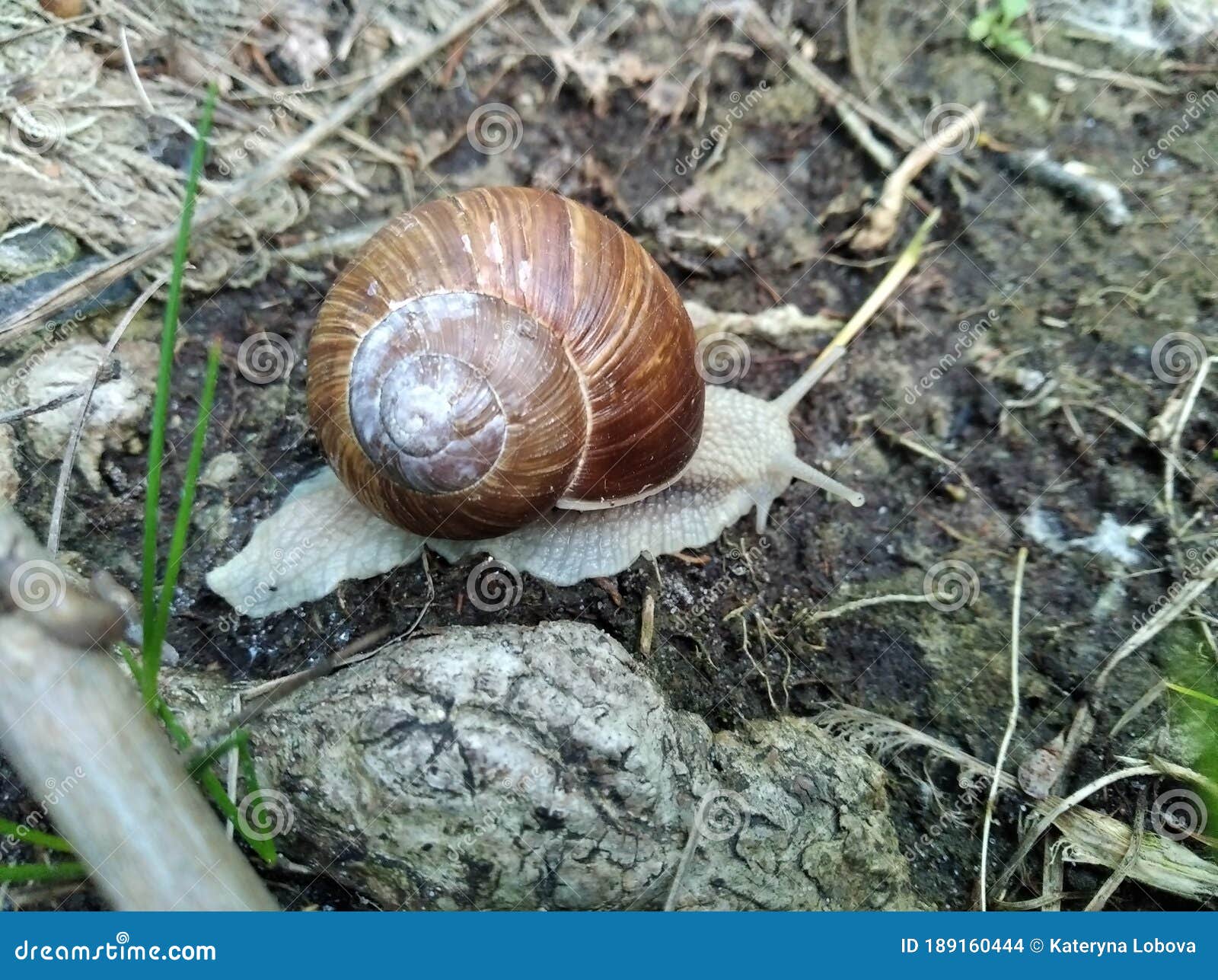 Snail with Brown Shell on the Ground Stock Photo - Image of mollusk ...