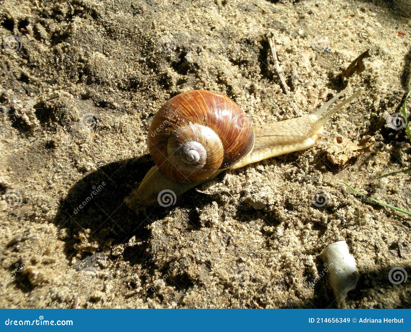 Snail with a brown shell stock image. Image of light - 214656349