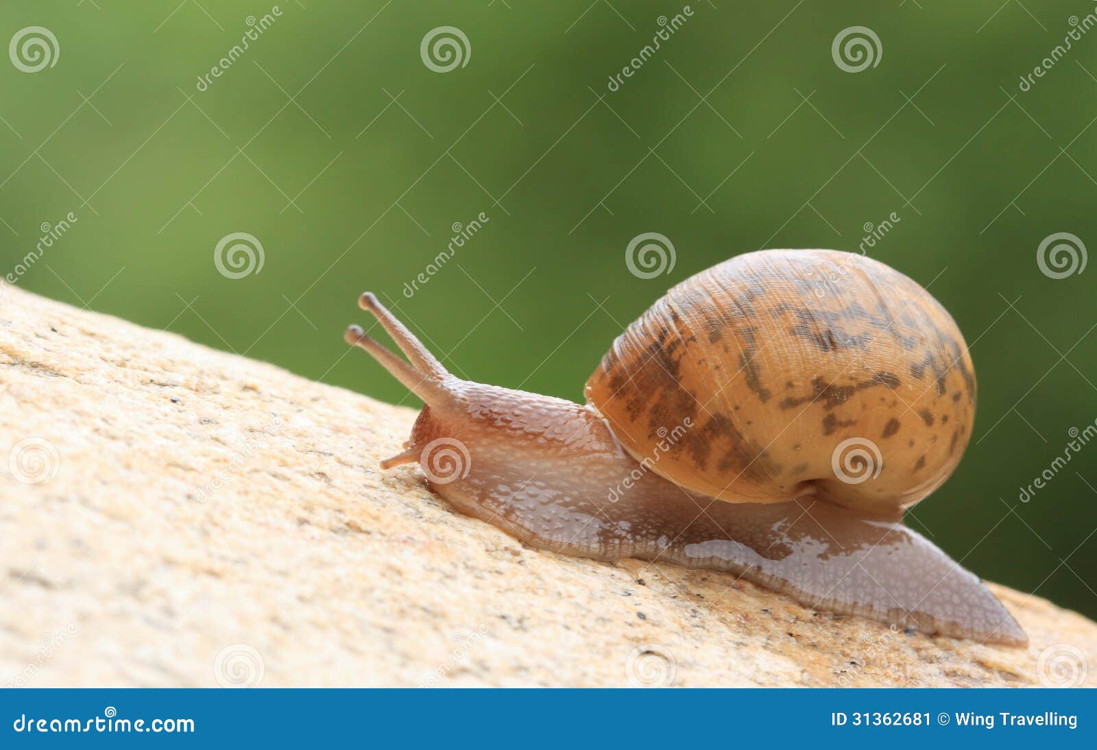 Snail stock image. Image of feeler, animals, nature, parasit - 31362681