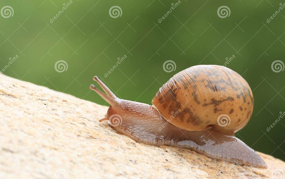 Snail stock image. Image of feeler, animals, nature, parasit - 31362681