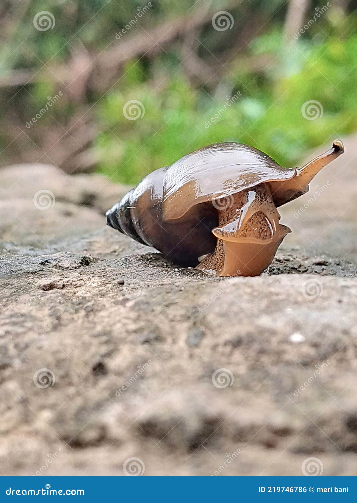 A snail with a brown shell stock photo. Image of amphibian - 219746786