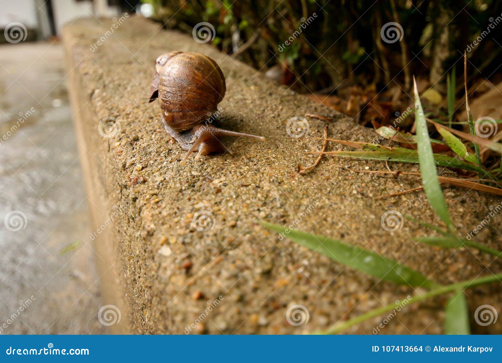 Snail with a brown shell stock photo. Image of creep - 107413664