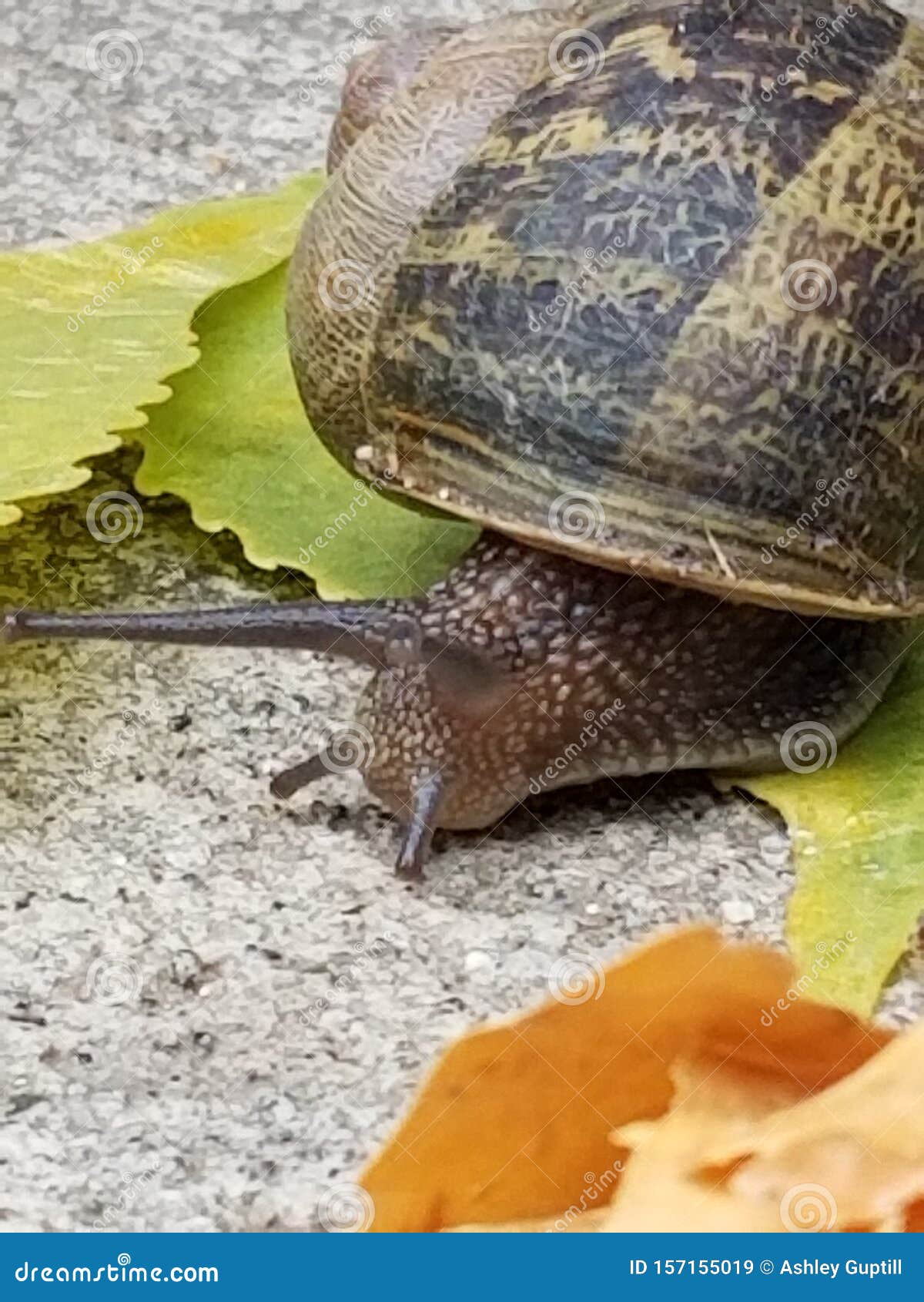 Snail stock image. Image of nature, mollusks, biology - 157155019