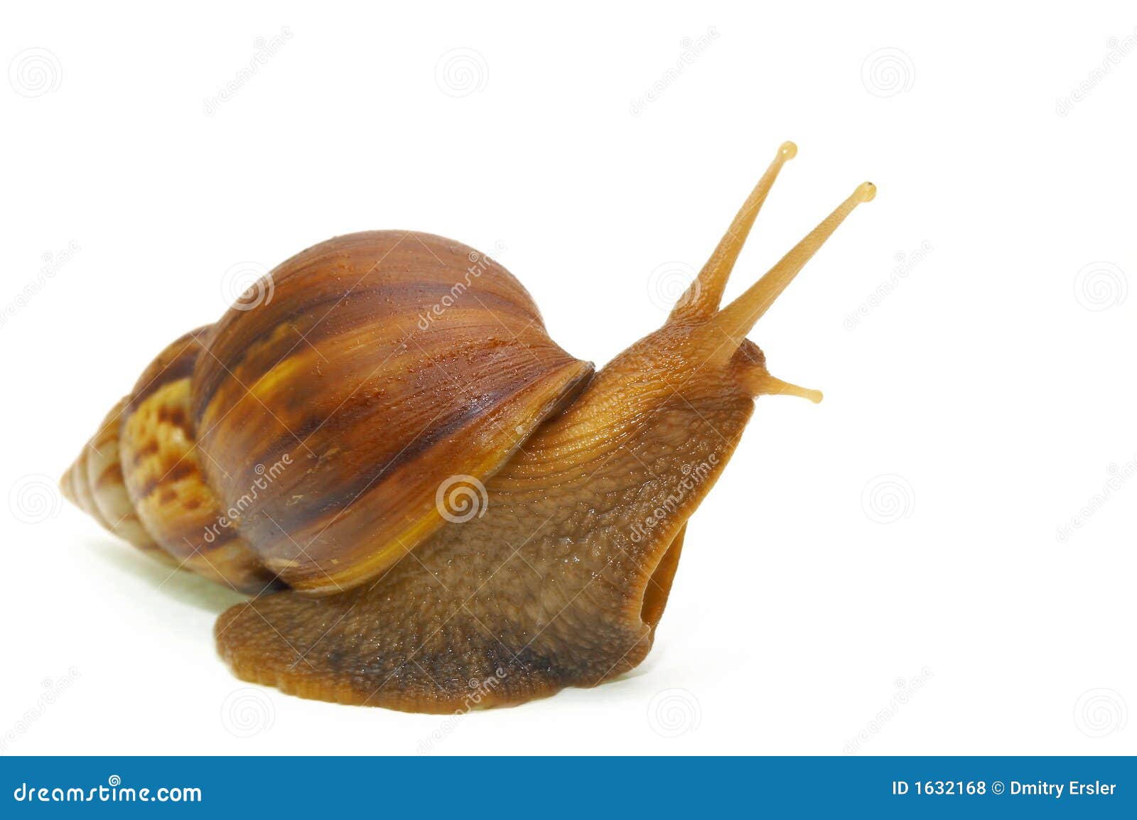 Snail-c stock photo. Image of nature, shell, house, snail - 1632168