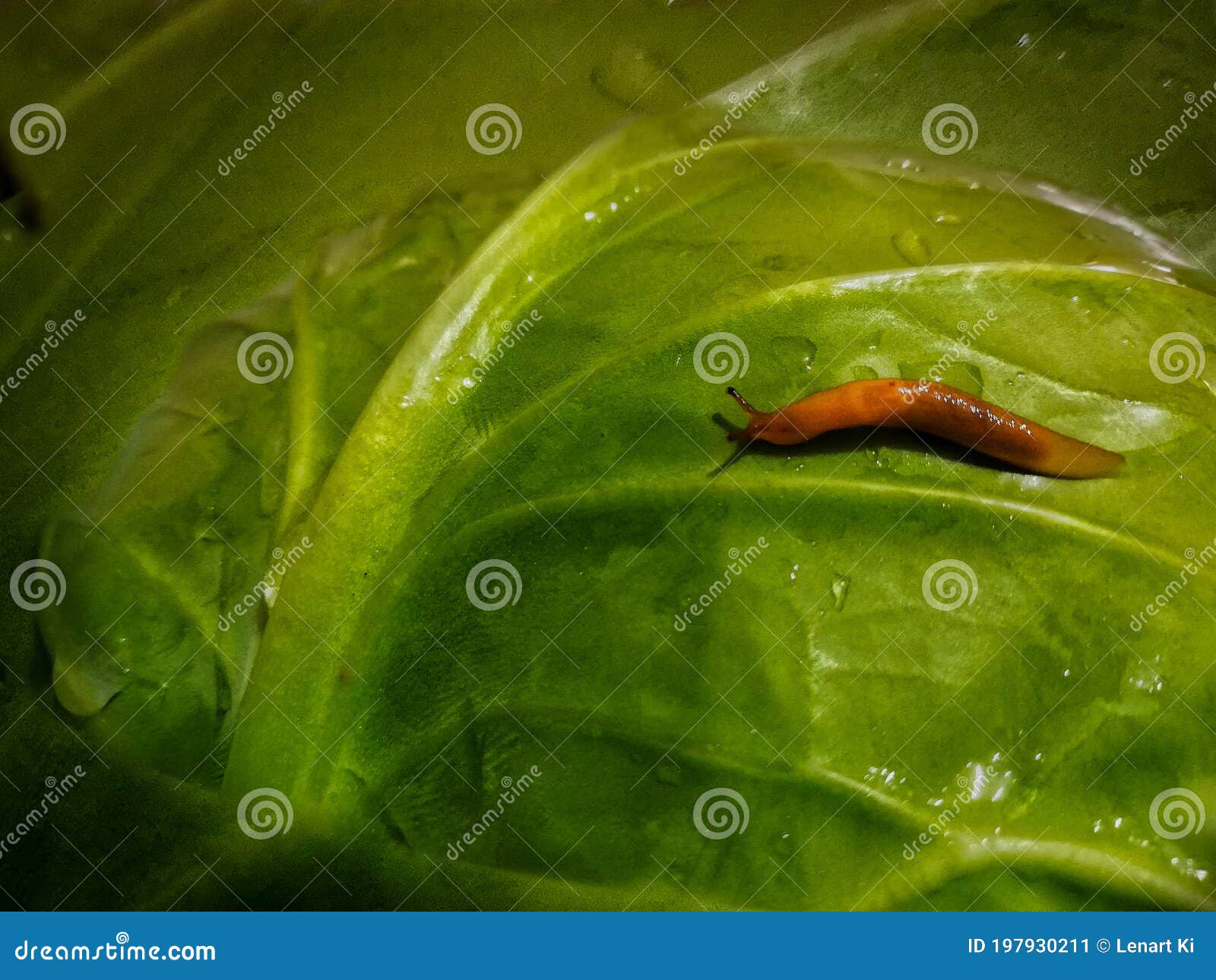 Snail on cabbage stock image. Image of lettuce, reptile - 197930211