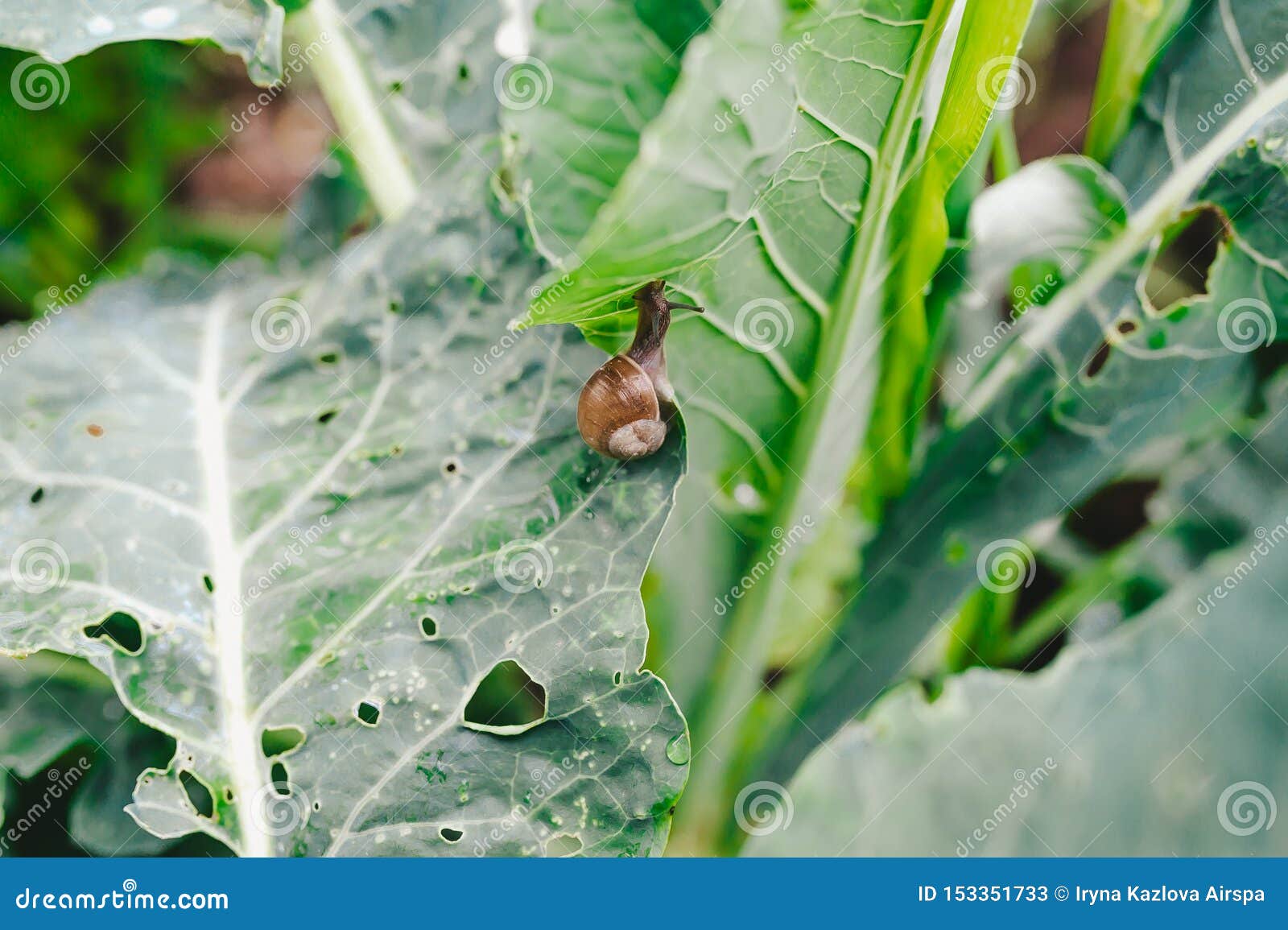 Snail on Cabbage Leaves in the Garden Stock Image - Image of hole, farm ...