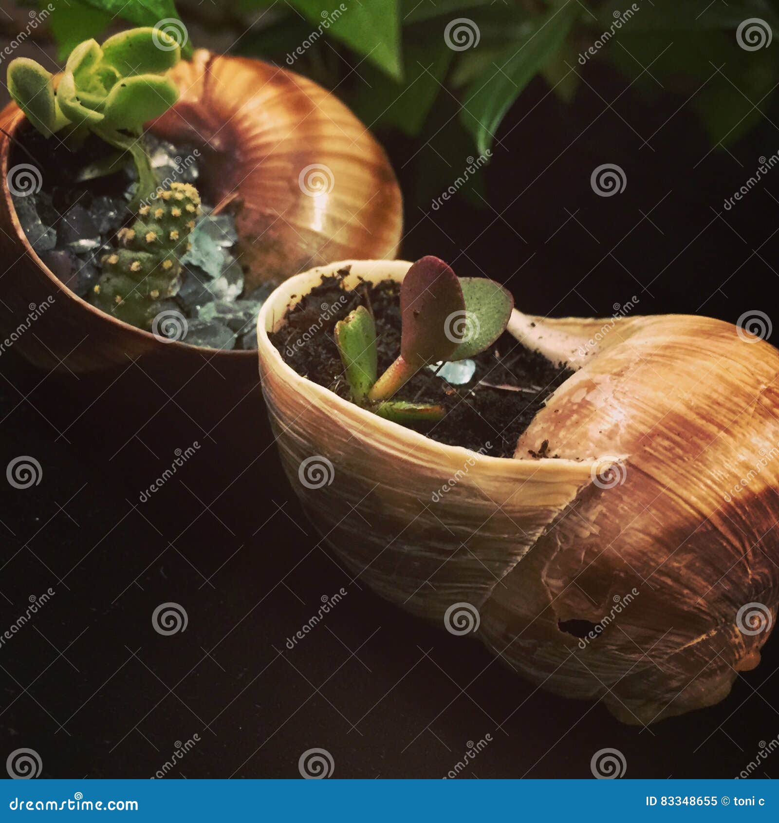 Snail cactus stock image. Image of planted, cactus, snailshell - 83348655