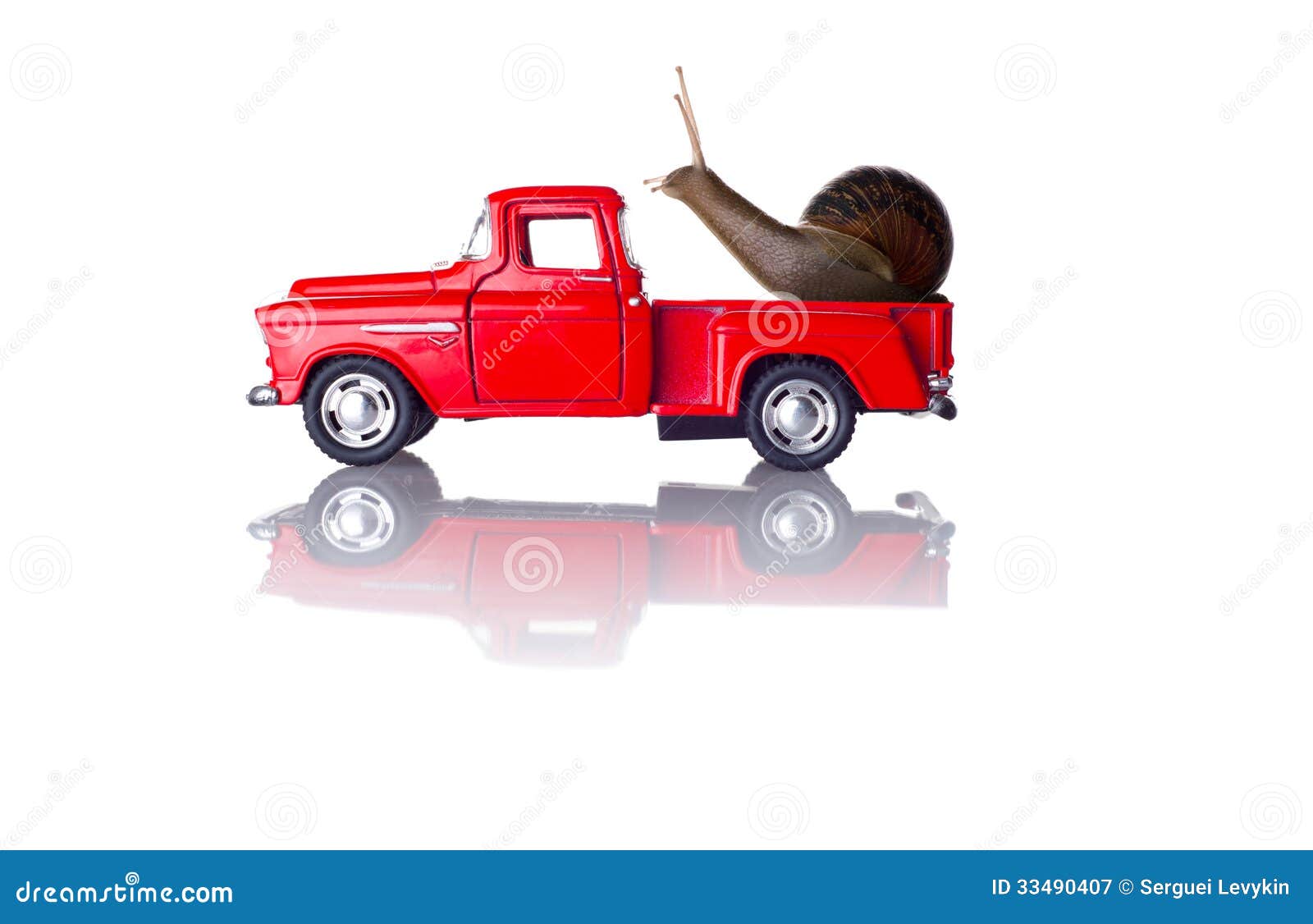 Snail on a car stock image. Image of singing, wildlife - 33490407