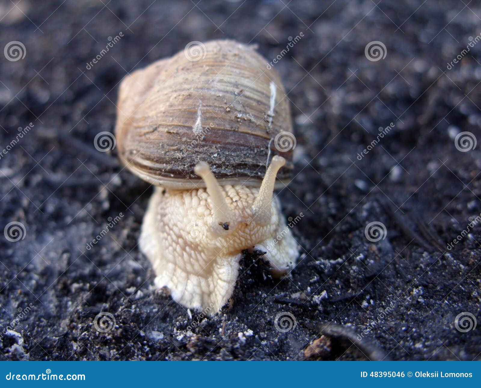 Snail stock photo. Image of carries, house, back, snail - 48395046