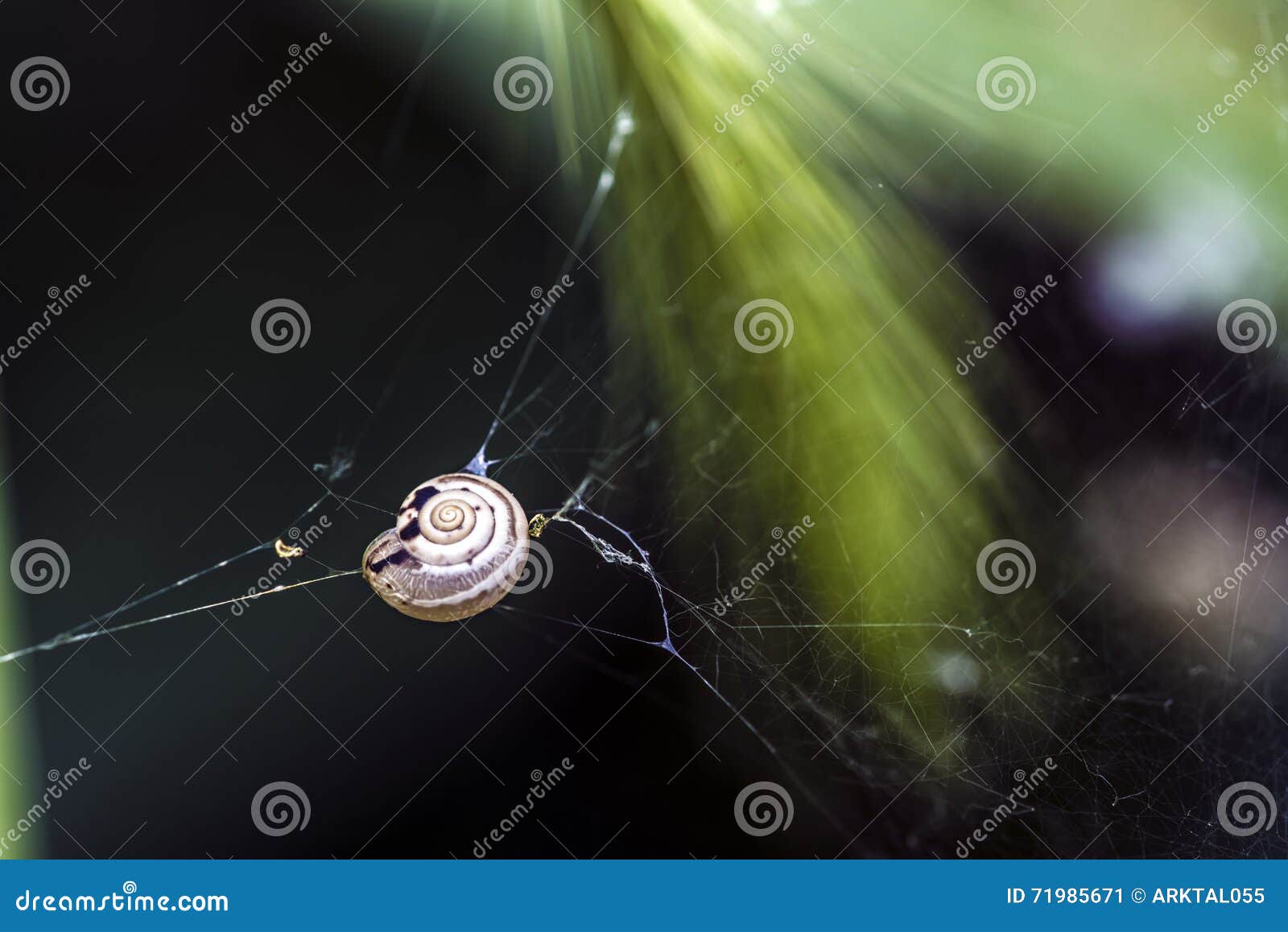 Snail Caught in a Spider Web Stock Image - Image of delicate ...
