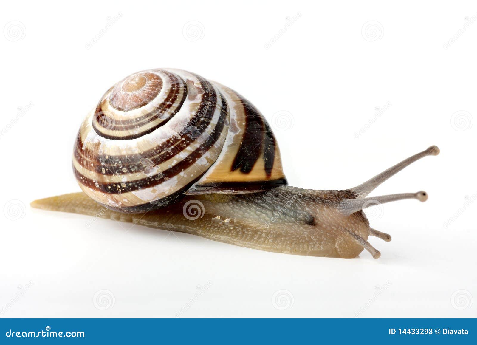 Snail (cepaea nemoralis) stock photo. Image of slow, white - 14433298