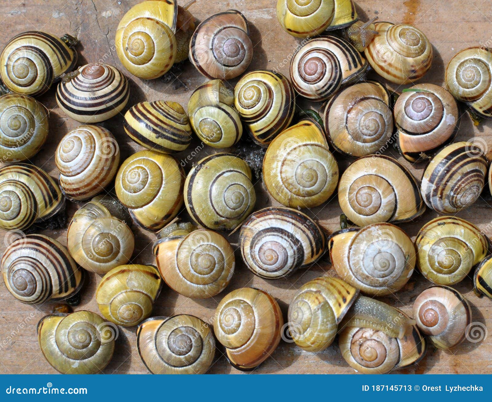 Snail Cepaea nemoralis stock image. Image of argonaut - 187145713