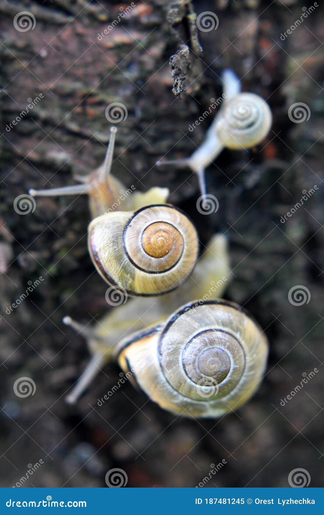 Snail Cepaea nemoralis stock image. Image of gastropod - 187481245