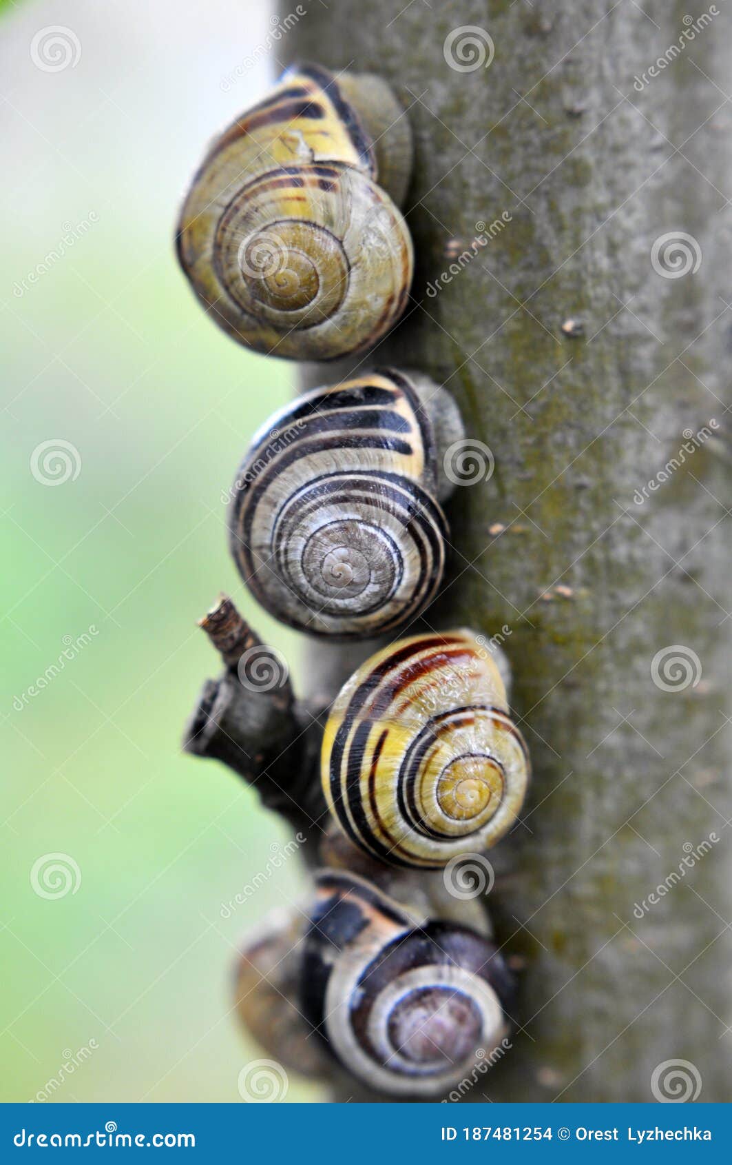 Snail Cepaea nemoralis stock photo. Image of mollusc - 187481254