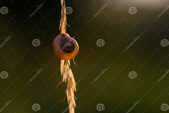 Snail (Cepaea) Shell on a Stem Stock Photo - Image of europe, animal ...