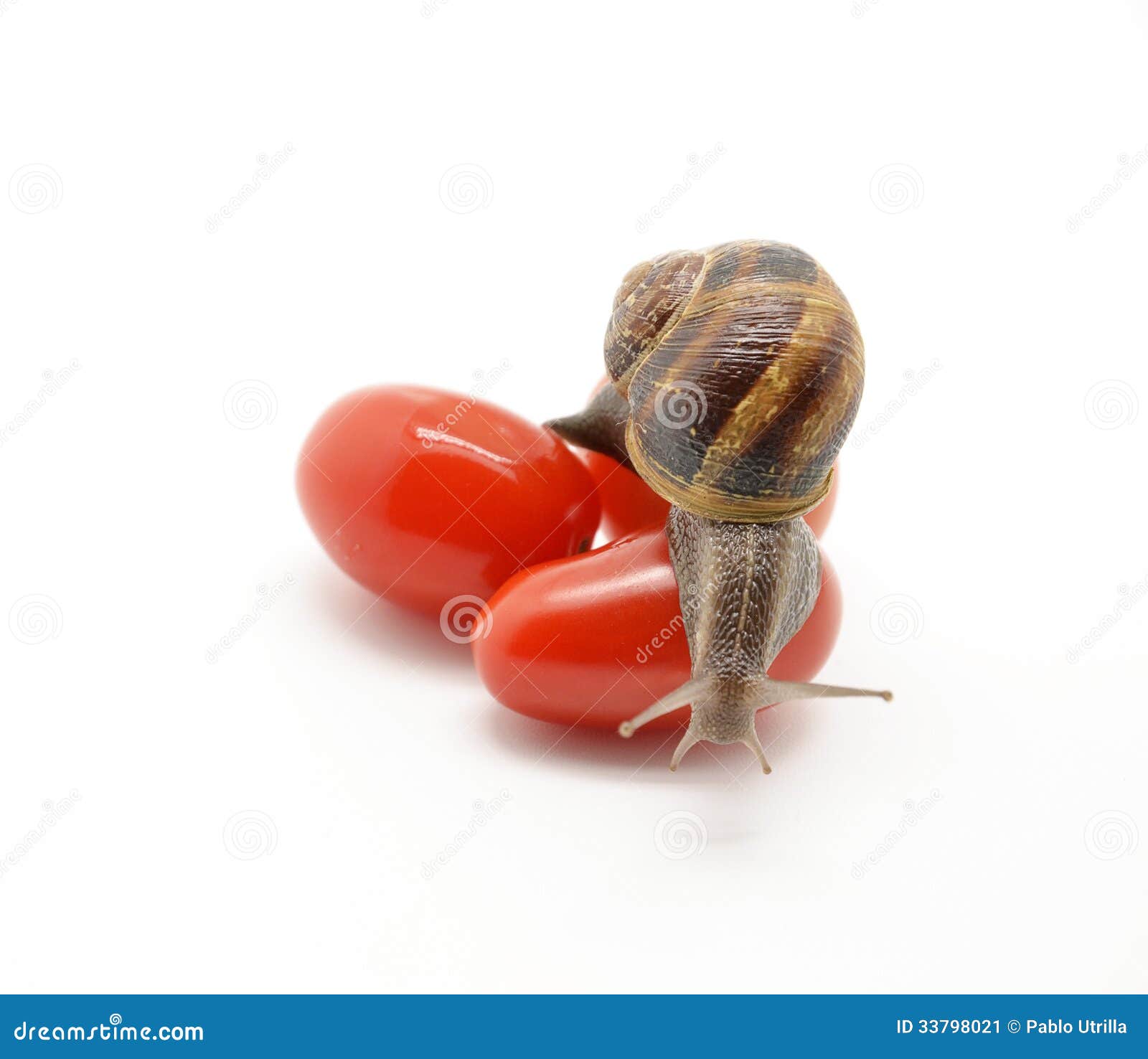 Snail stock image. Image of invertebrate, nature, slug - 33798021