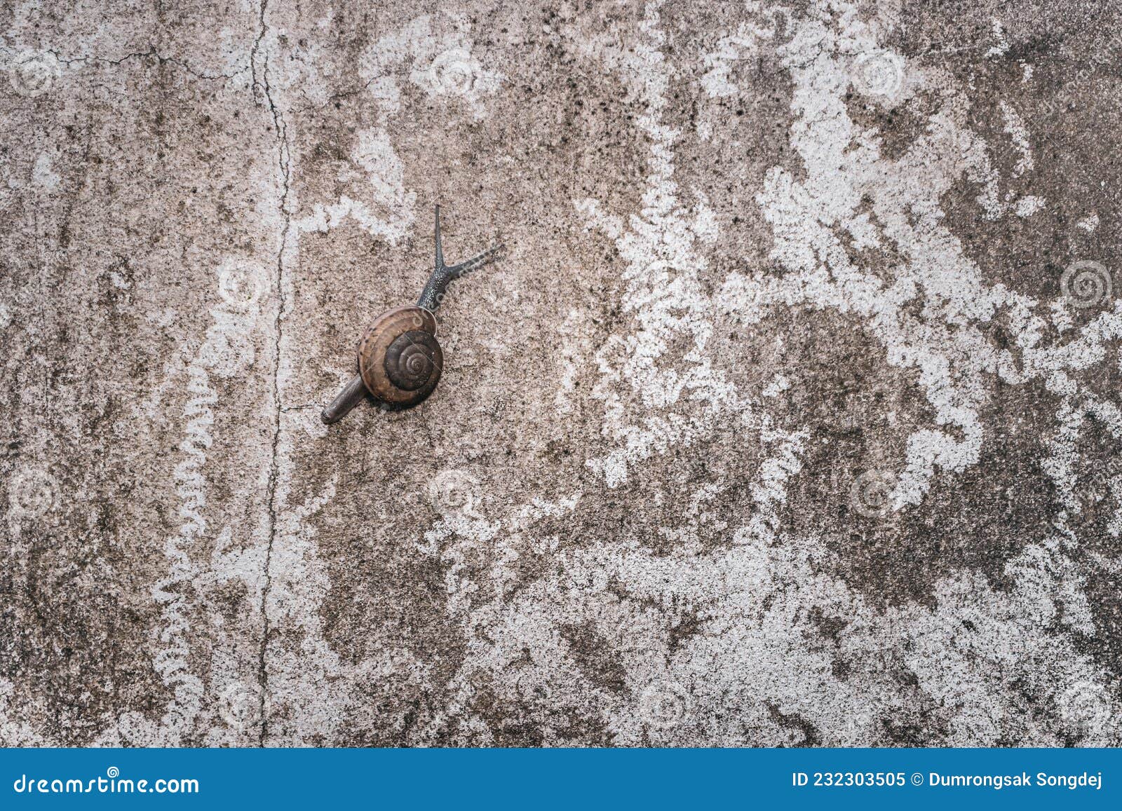 Snail on Dirty Textured Cement Wall Stock Image - Image of gray, shell ...