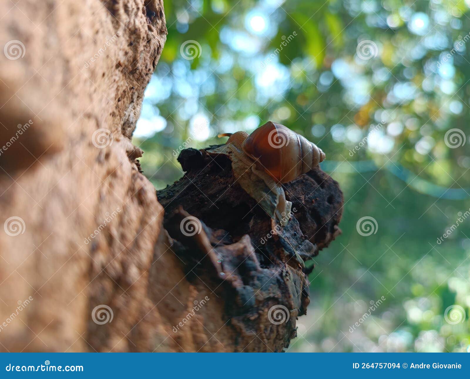 A snail climbing stock photo. Image of animal, view - 264757094