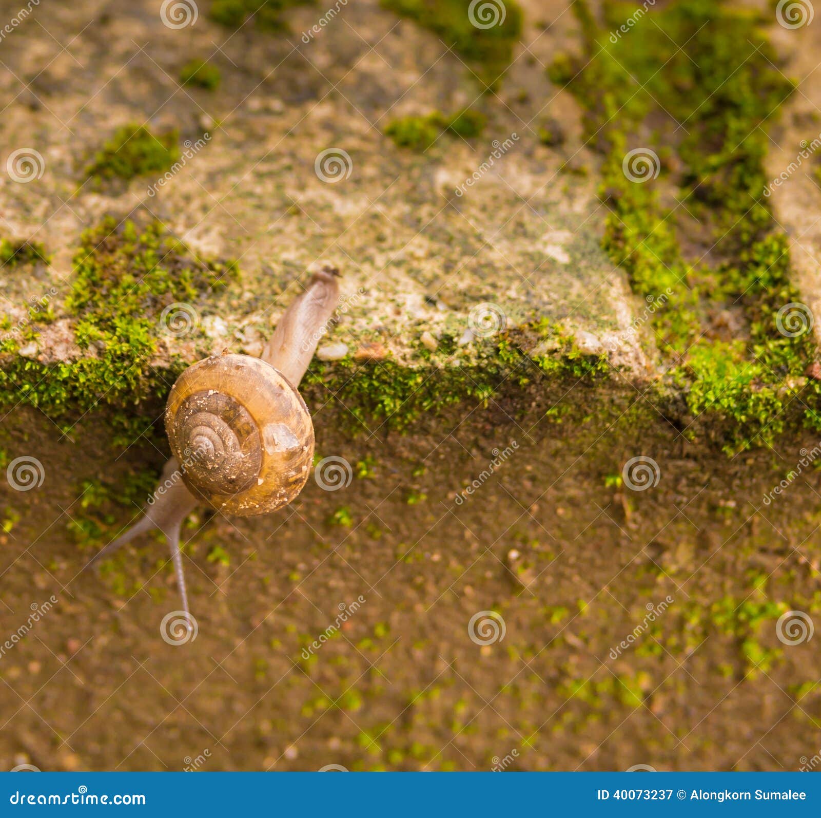Snail Climbing Down Across the Edge of Grey Brick Wall with Green Moss ...