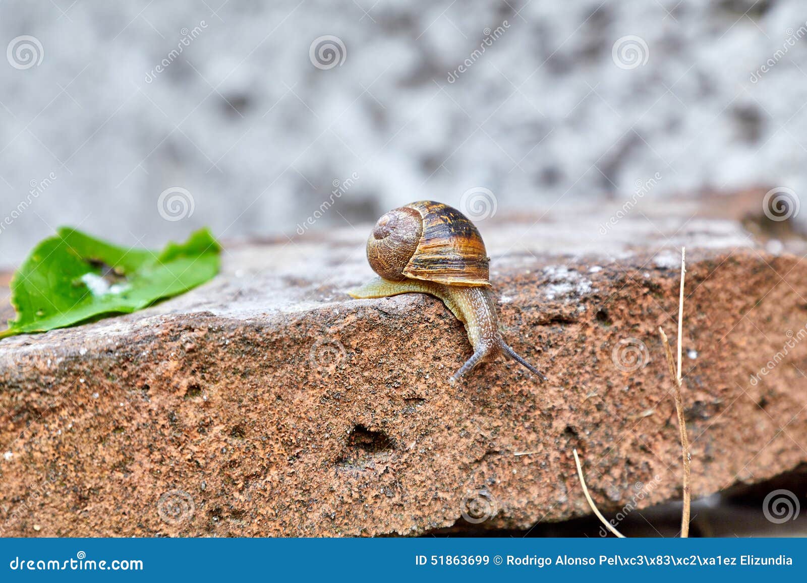 Snail Climbing Down a Brick Stock Image - Image of close, sliding: 51863699