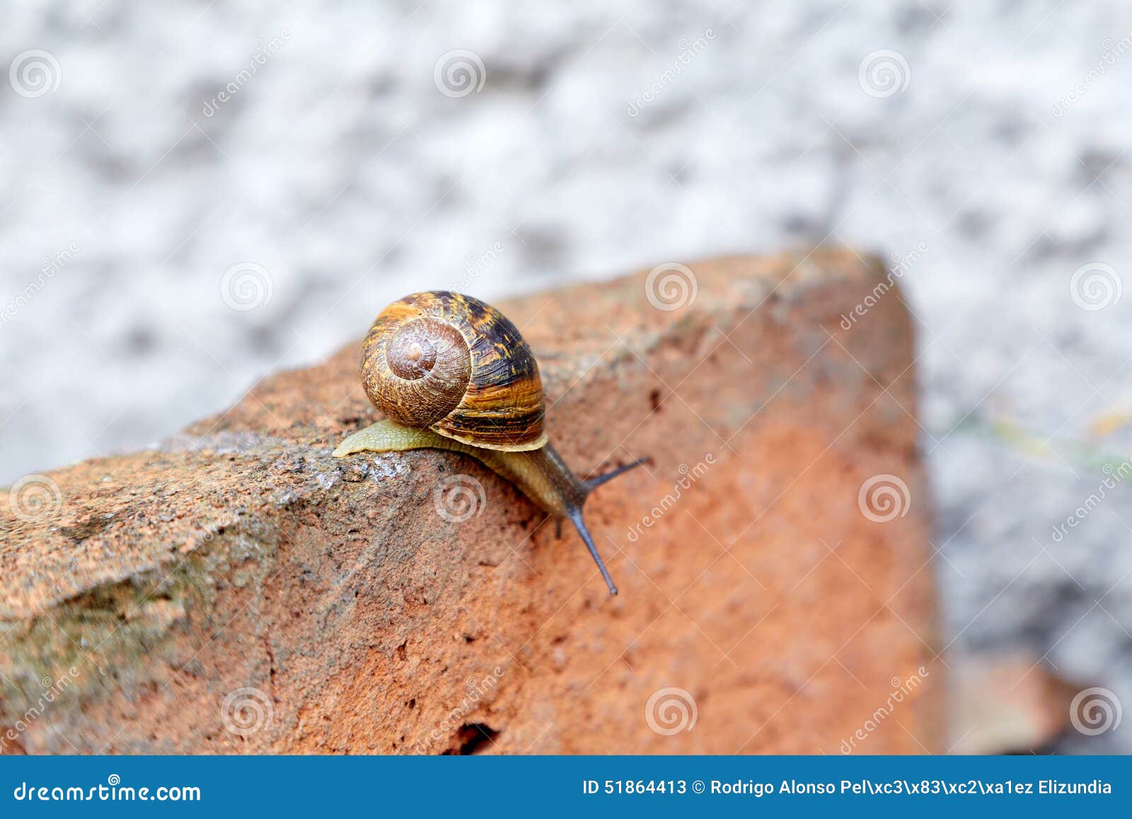 Snail Climbing Down a Brick Stock Image - Image of gastropoda, animal ...